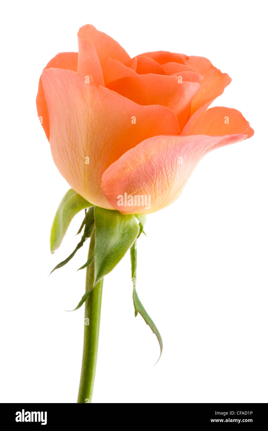 Long stem rose hi-res stock photography and images - Alamy