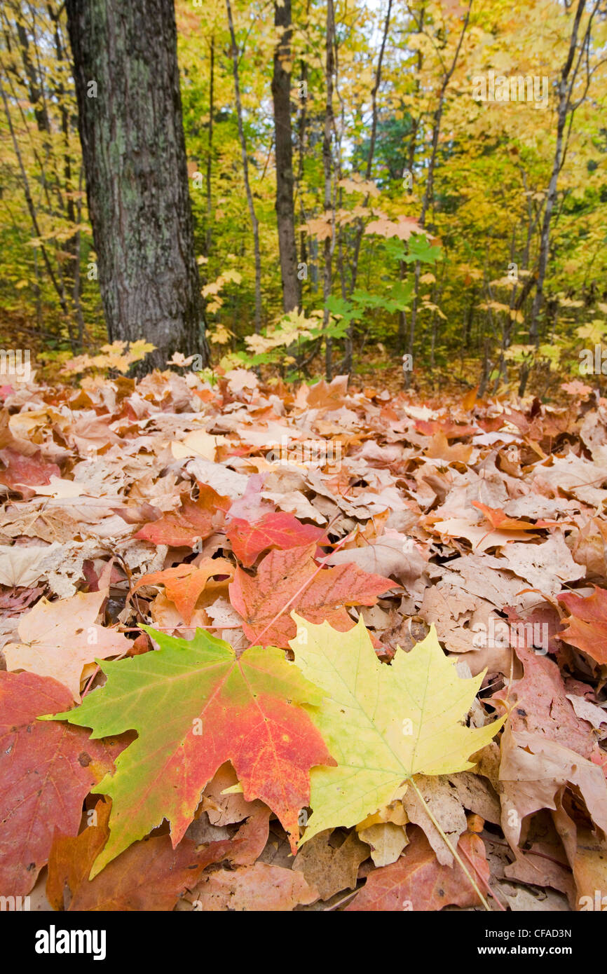 Maple leaves in fall colour on the ground in Mew Lake Campground ...