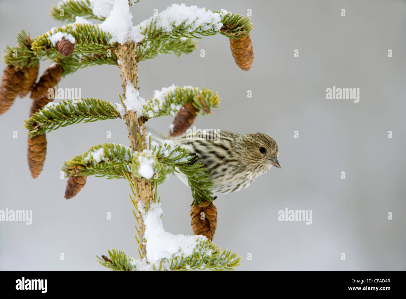 Finch family hi-res stock photography and images - Alamy