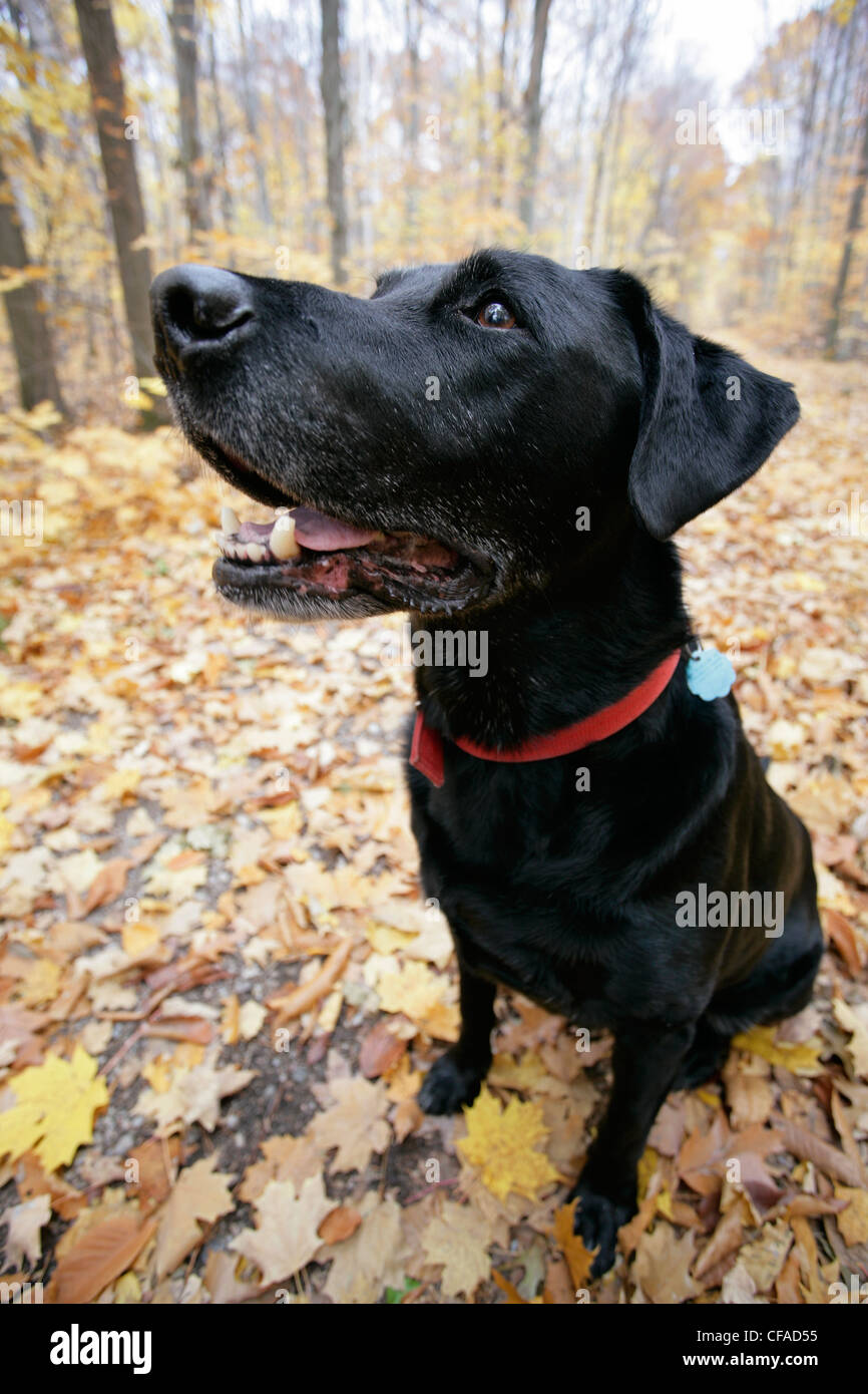 Black lab hi-res stock photography and images - Alamy