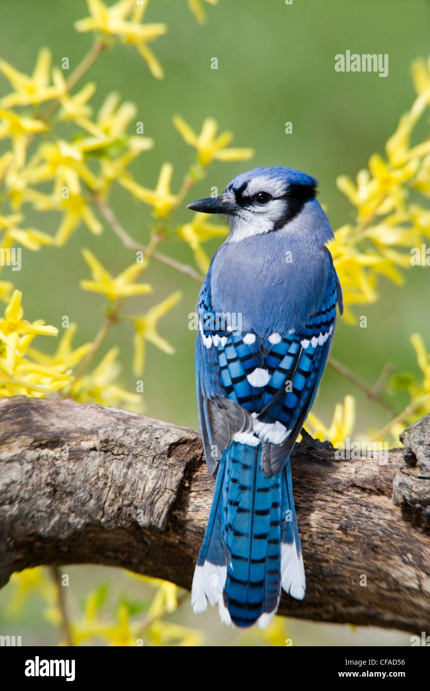 Blue Jay sits branch yellow forsythiflowers Stock Photo - Alamy
