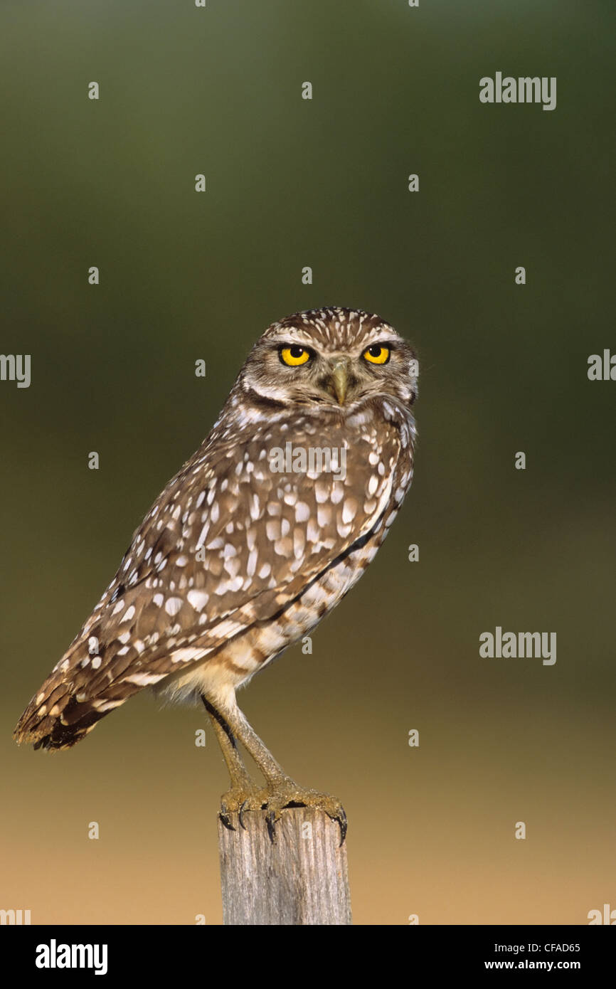 Burrowing Owl an endangered species, Canada Stock Photo - Alamy