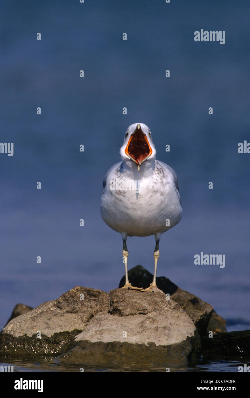 Ring-billed Gull with mouth open, Ontario, Canada Stock Photo - Alamy