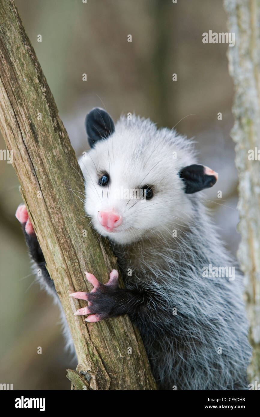 Opossums in tree hi-res stock photography and images - Alamy