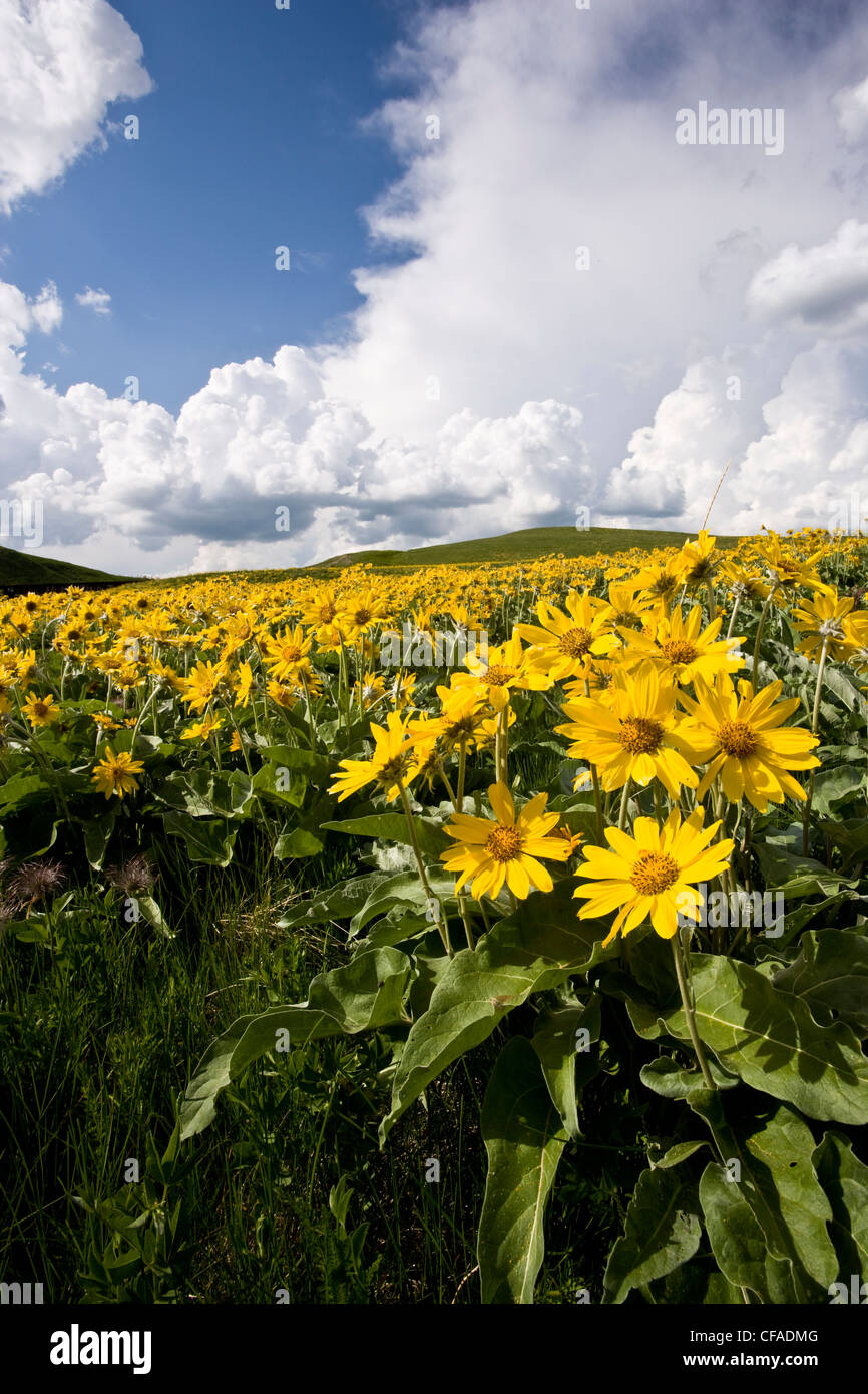 Arrowhead balsamroot wildflowers hi-res stock photography and images ...