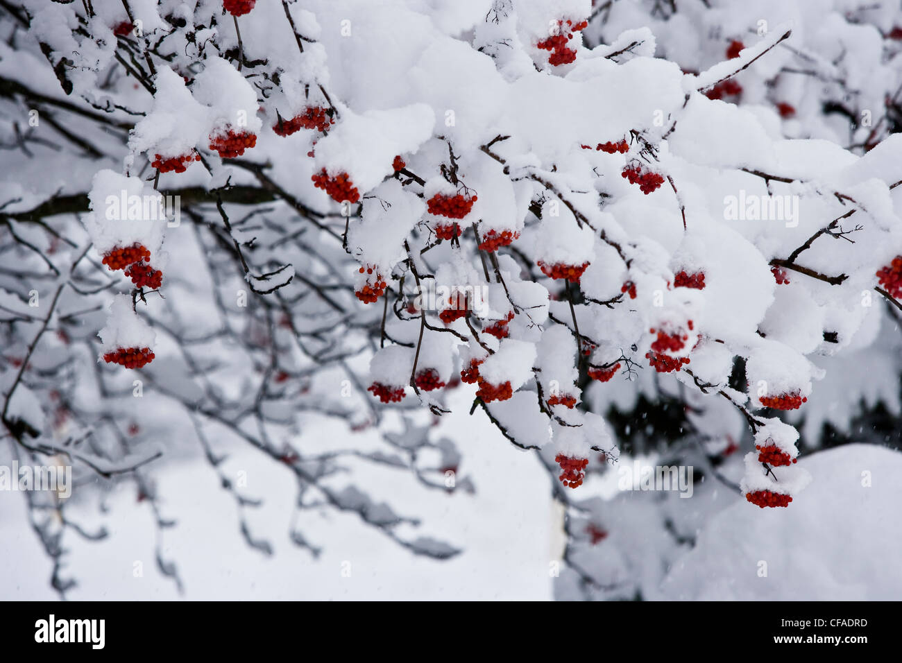Sorbus americana hi-res stock photography and images - Alamy