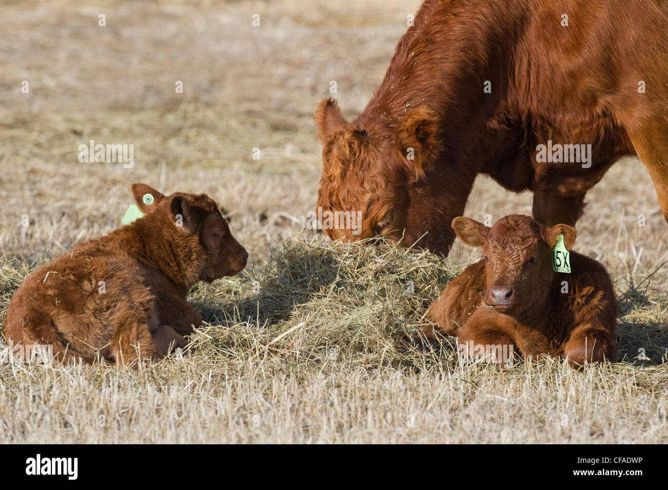 Red Angus (Bos Taurus) Female & Young. Ranchland southwestern Alberta ...
