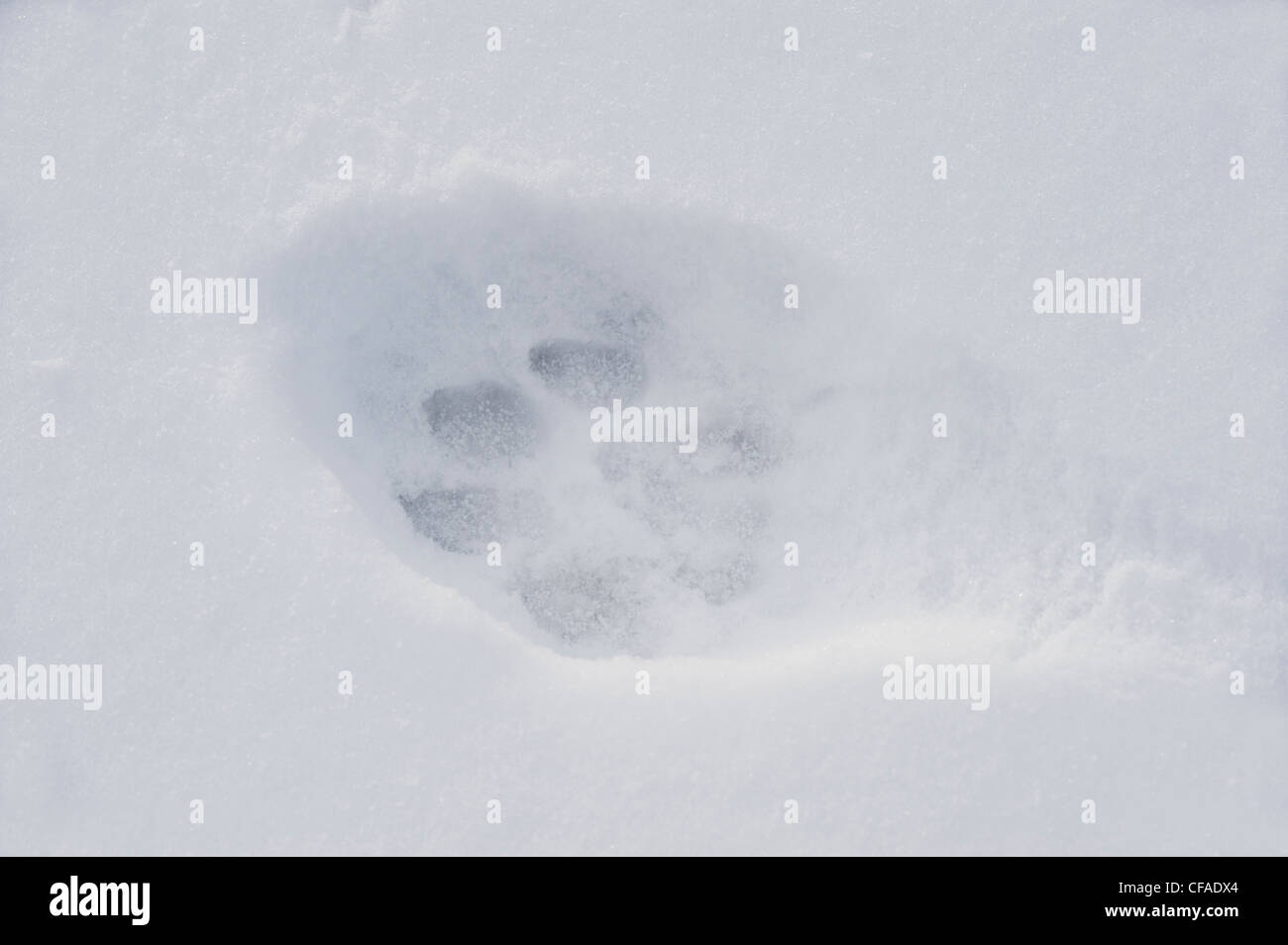 Wolf tracks in snow canada hi-res stock photography and images - Alamy
