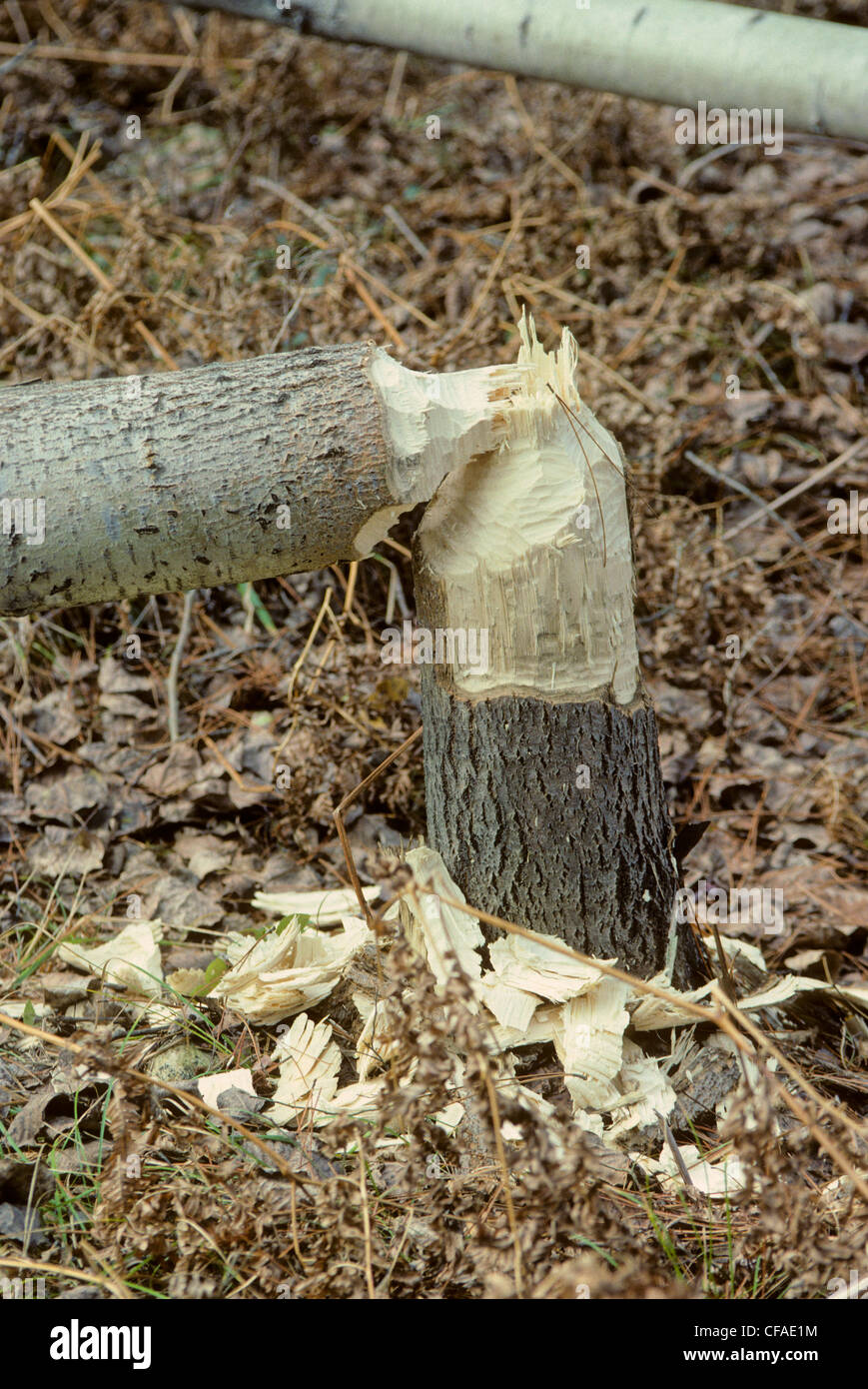 Beaver signs hi-res stock photography and images - Alamy