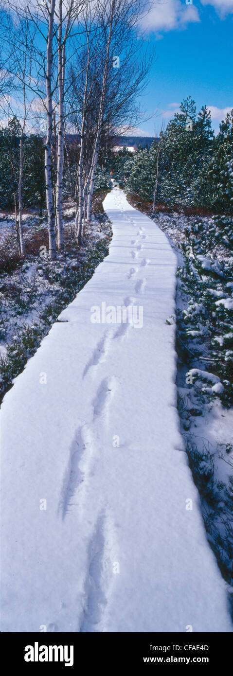 Footpath, pathway with tracks in snow emphasizing concept of leaving ...