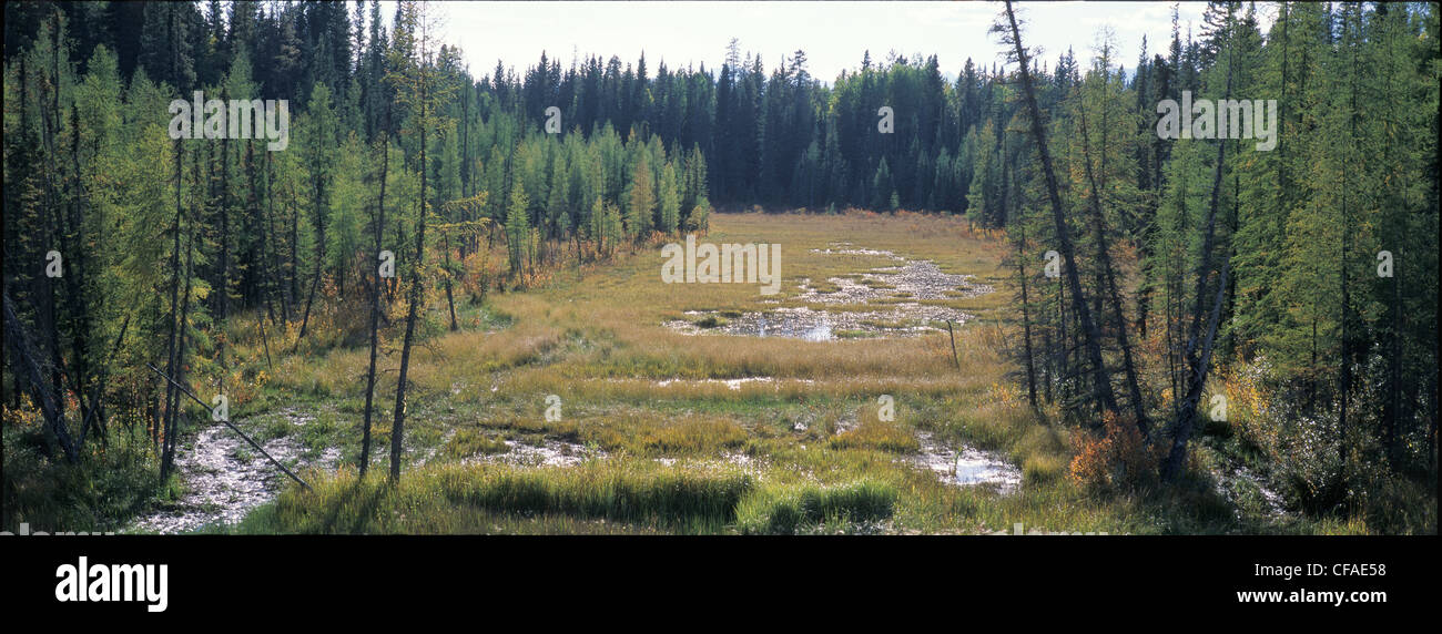 Time series - fall and winter in marshland , bog in black spruce stand ...