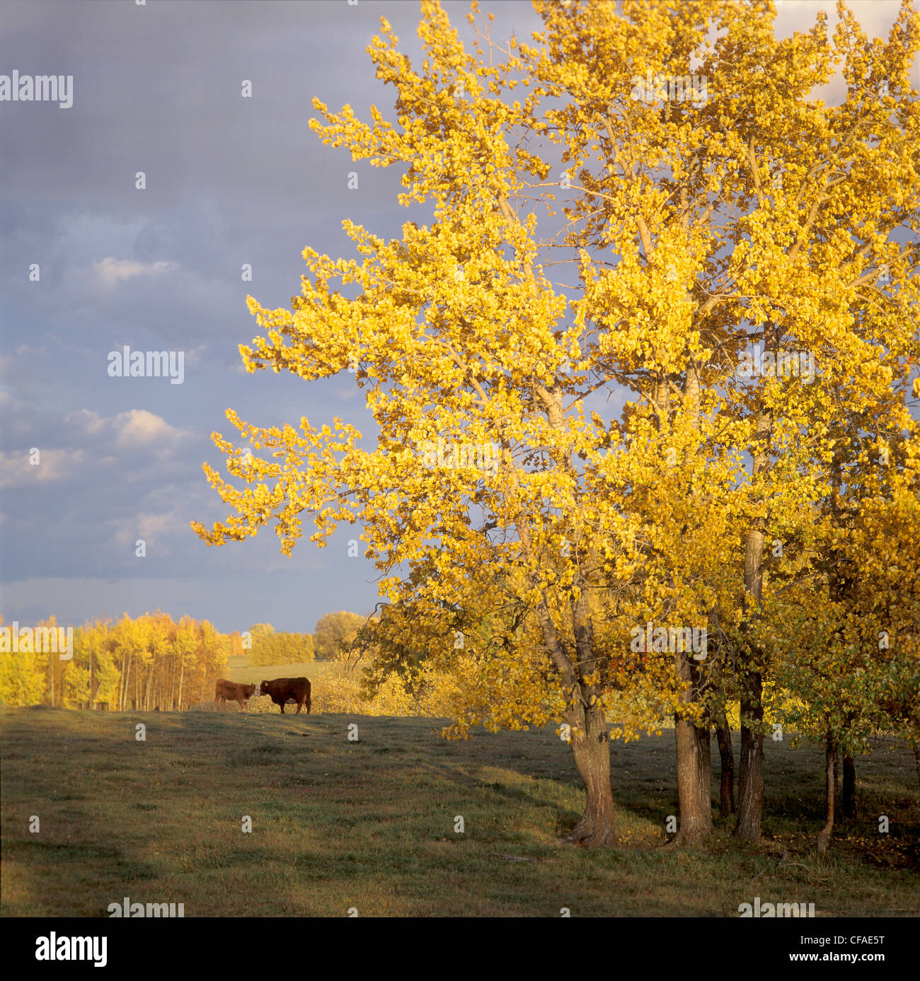 Stony pastures hi-res stock photography and images - Alamy