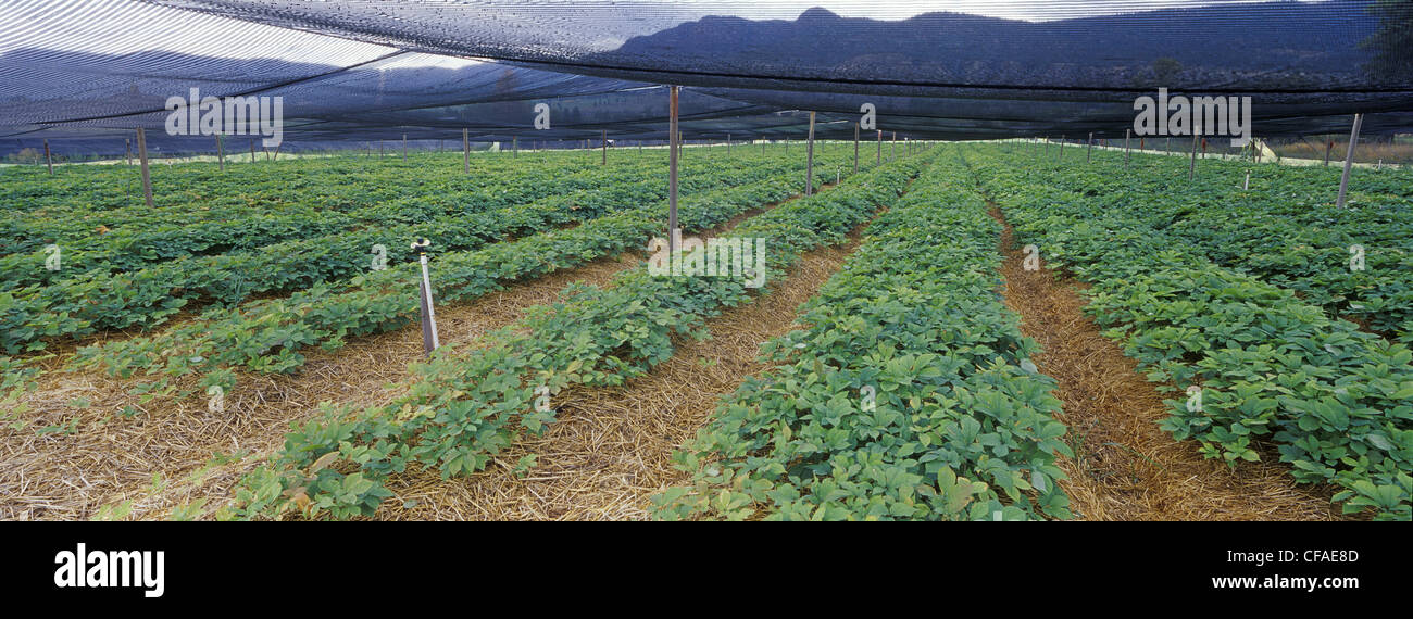 Ginseng Field High Resolution Stock Photography and Images - Alamy