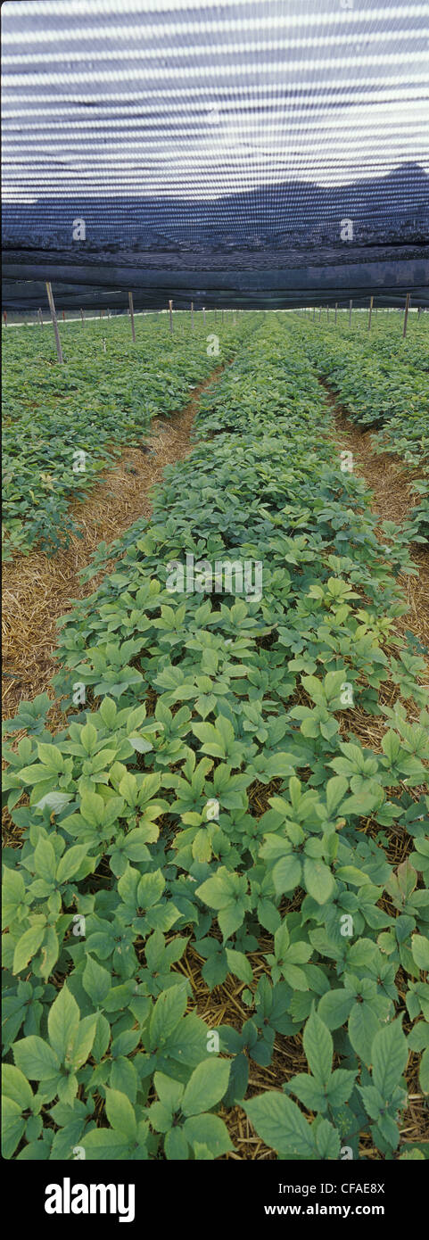 field of ginseng Panax quinquefolium under shades grown in Westwold ...
