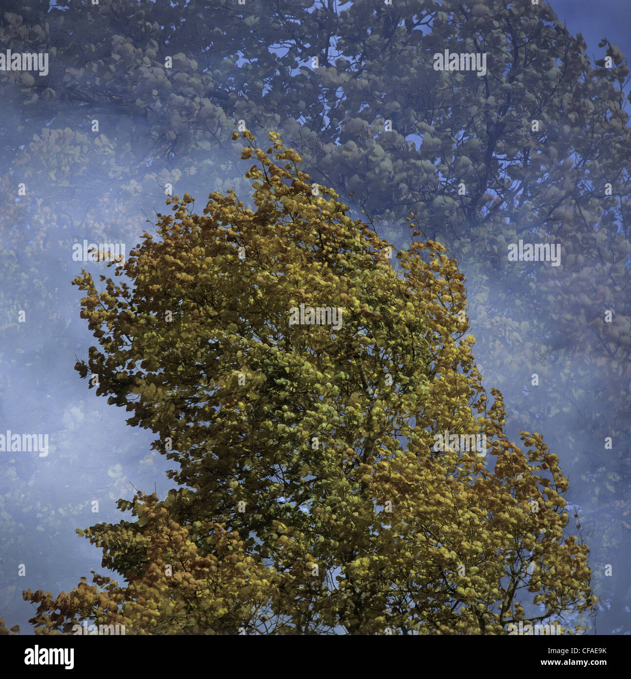 Stormy windy weather tree hi-res stock photography and images - Alamy