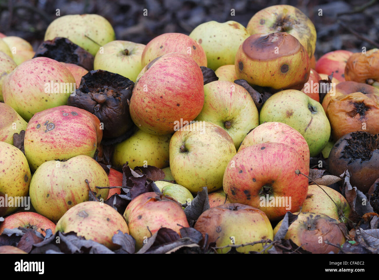 Decomposing food hi-res stock photography and images - Alamy