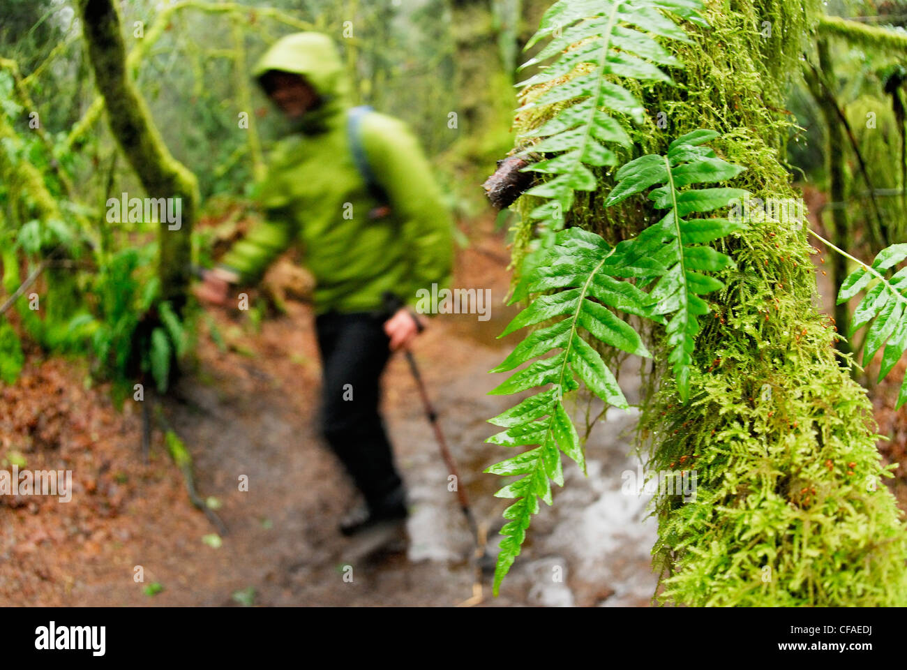 Pacific spirit regional park vancouver hi-res stock photography and ...