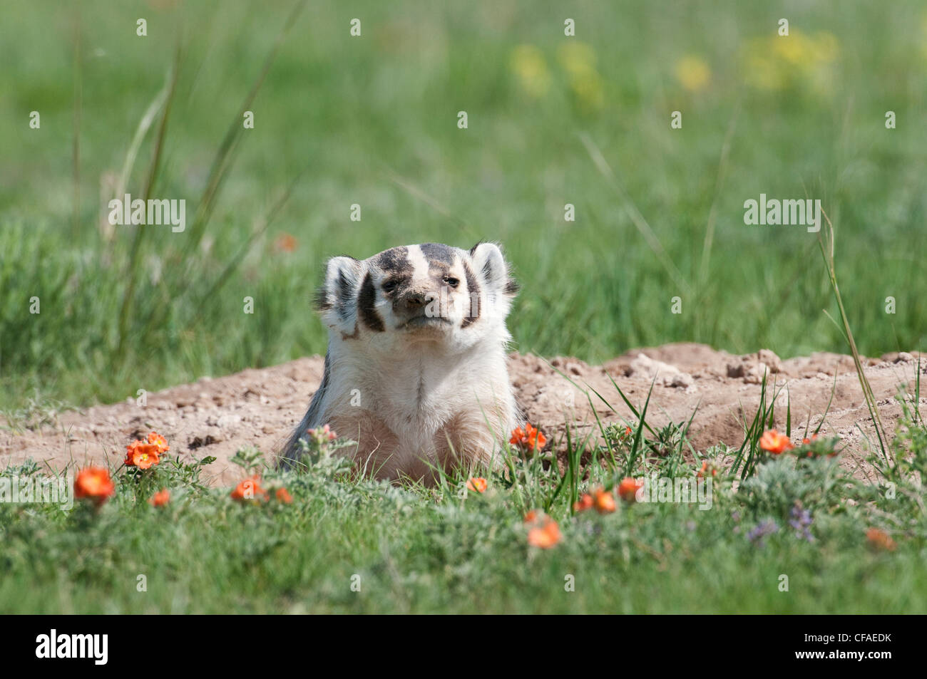 American badger den hi-res stock photography and images - Alamy