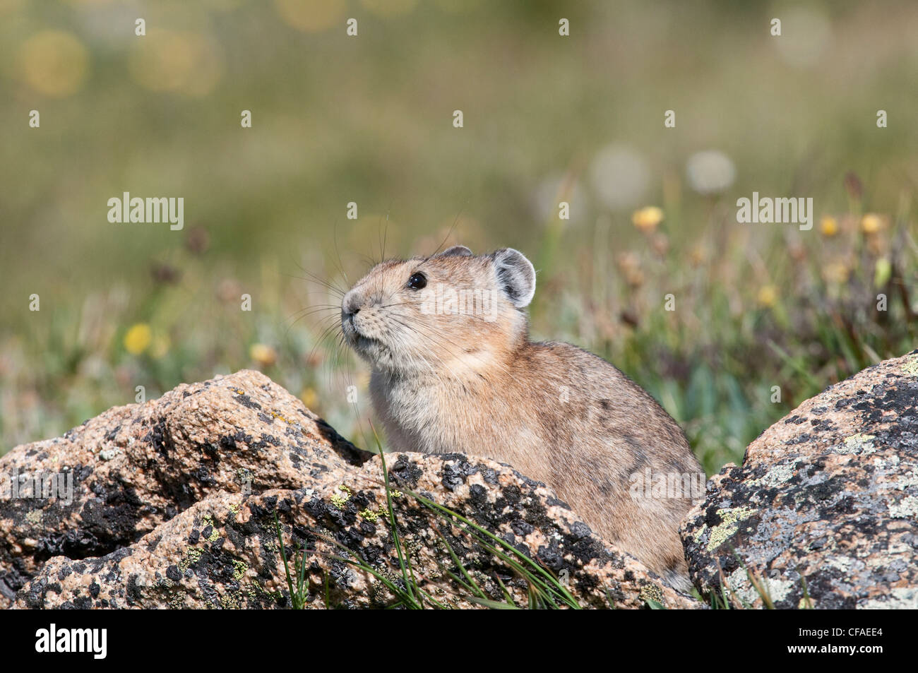 American pika (Ochotona princeps), Rocky Mountain National Park ...