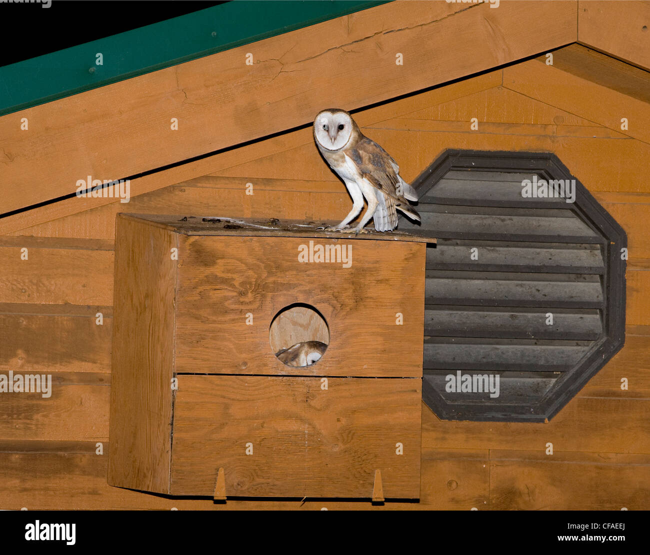 Barn owl (Tyto alba), female at nest box with chicks inside, north of ...