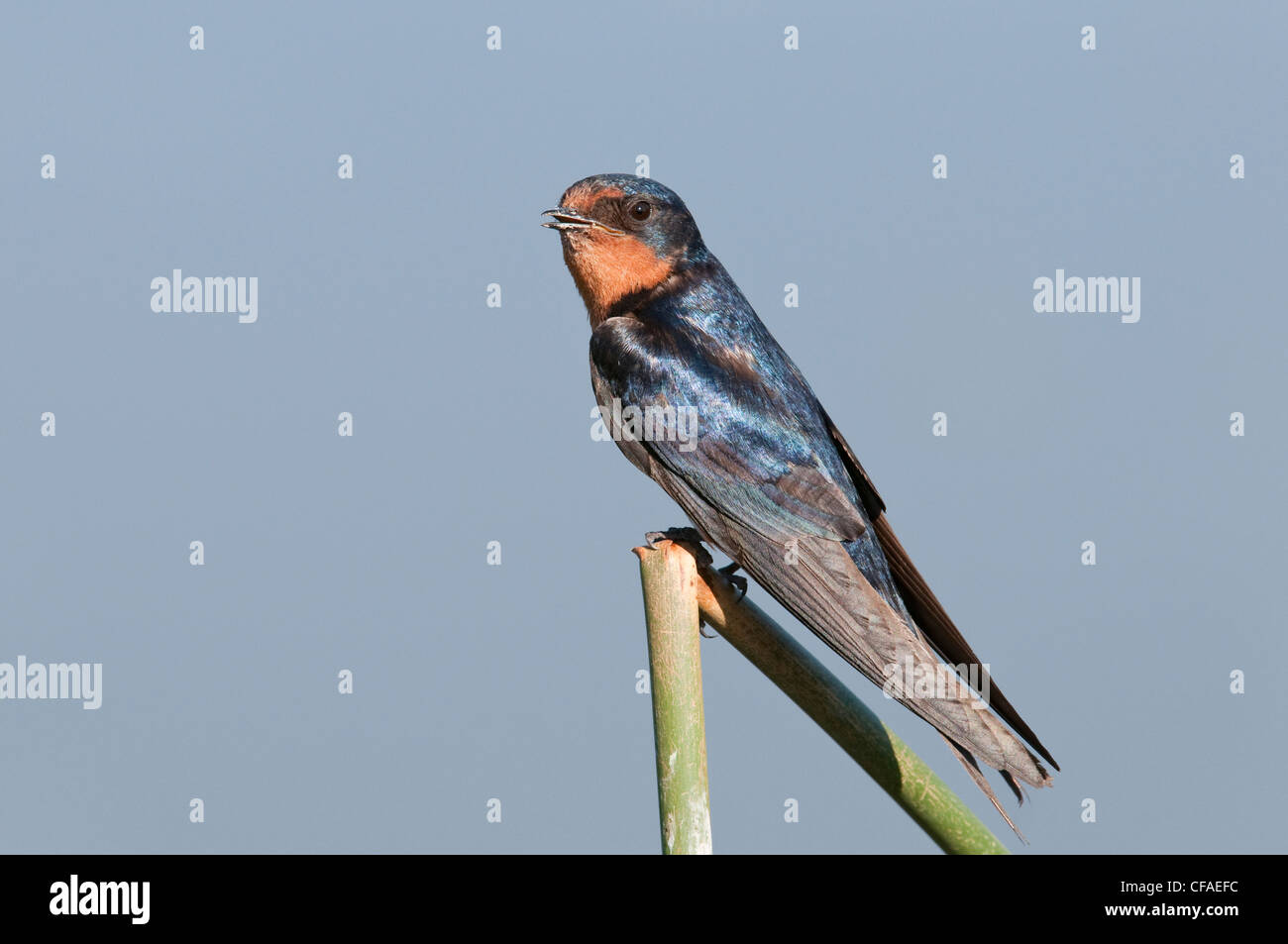 Hirundo rustica rustica hi-res stock photography and images - Alamy