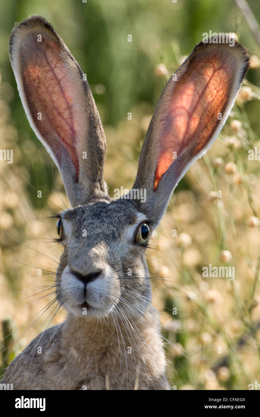 Black-tailed jackrabbit (Lepus californicus), Pueblo West, Colorado ...