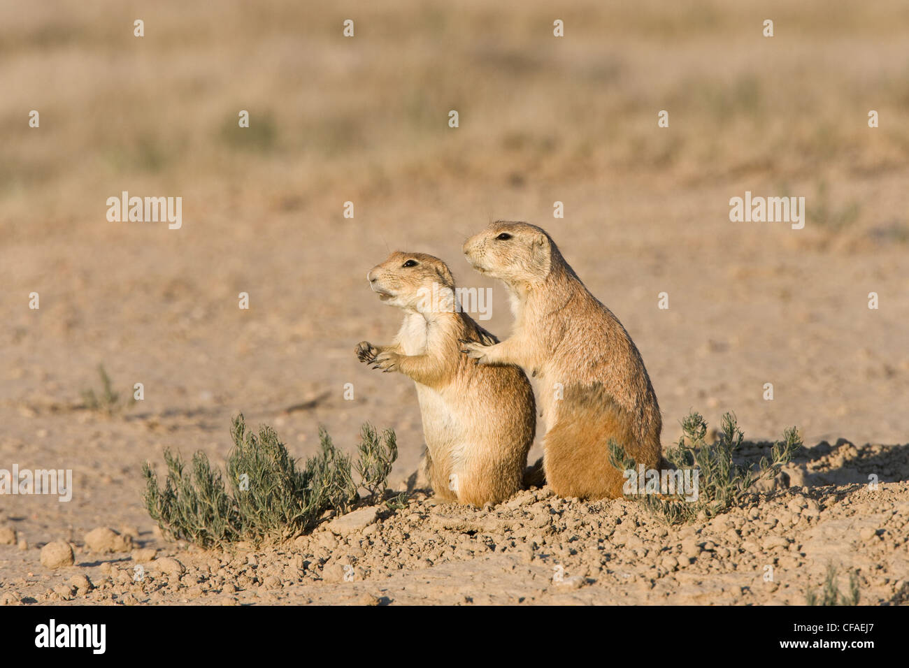 Colorado prairie dogs hi-res stock photography and images - Alamy