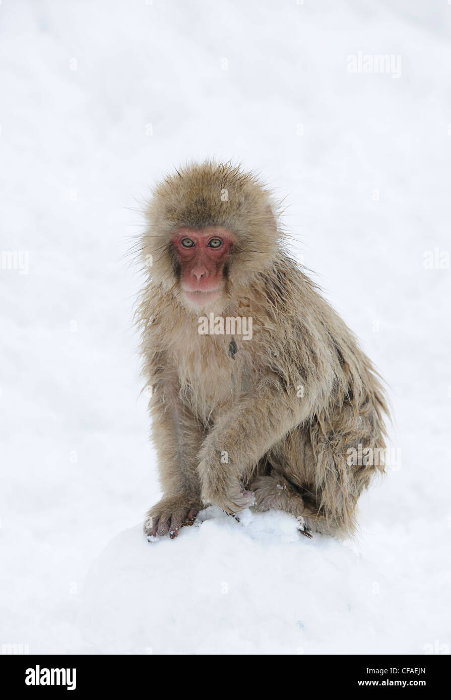 Japanese Macaque ( Snow Monkey ) Japan Stock Photo - Alamy