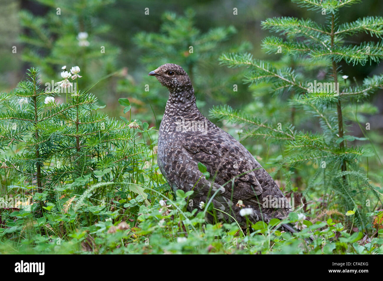 Blue grouse (Dendragapus obscurus), female, Manning Provincial Park ...