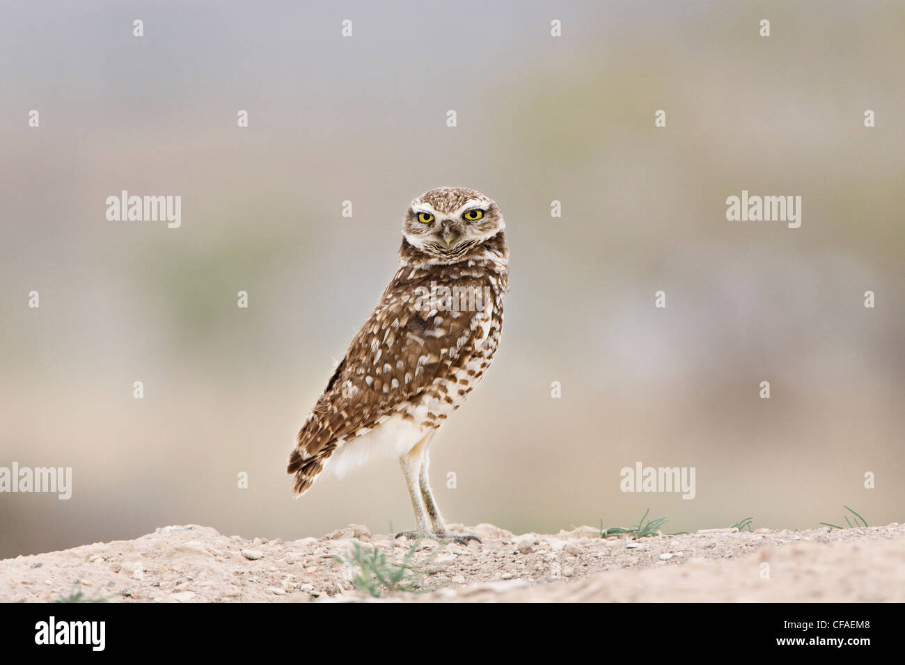 Burrowing owl (Athene cunicularia), male at burrow, Pueblo West ...