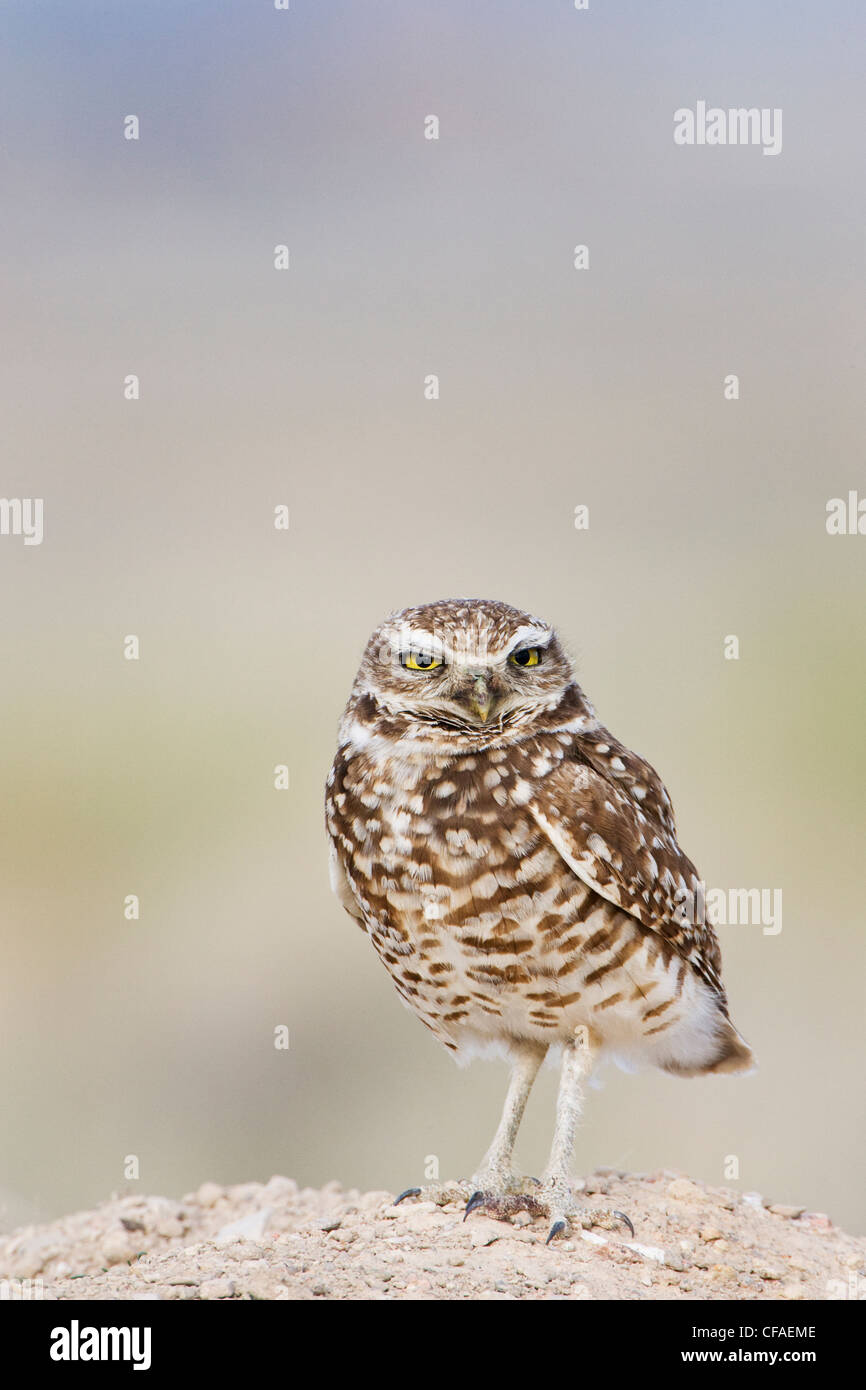 Burrowing owl (Athene cunicularia), male at burrow, Pueblo West ...