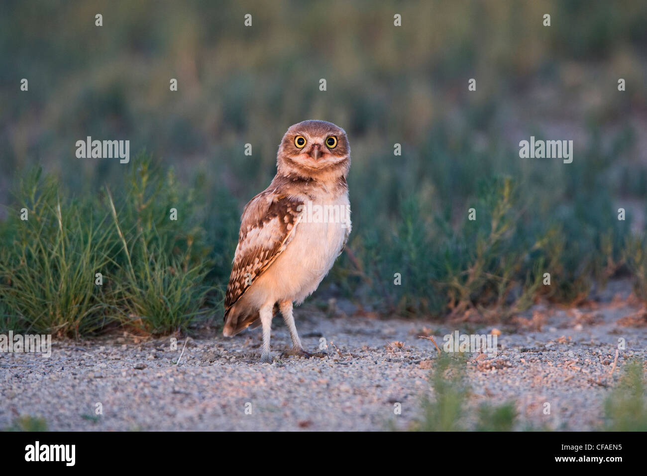 Burrowing owl (Athene cunicularia), fledlging, Pueblo West, Colorado ...