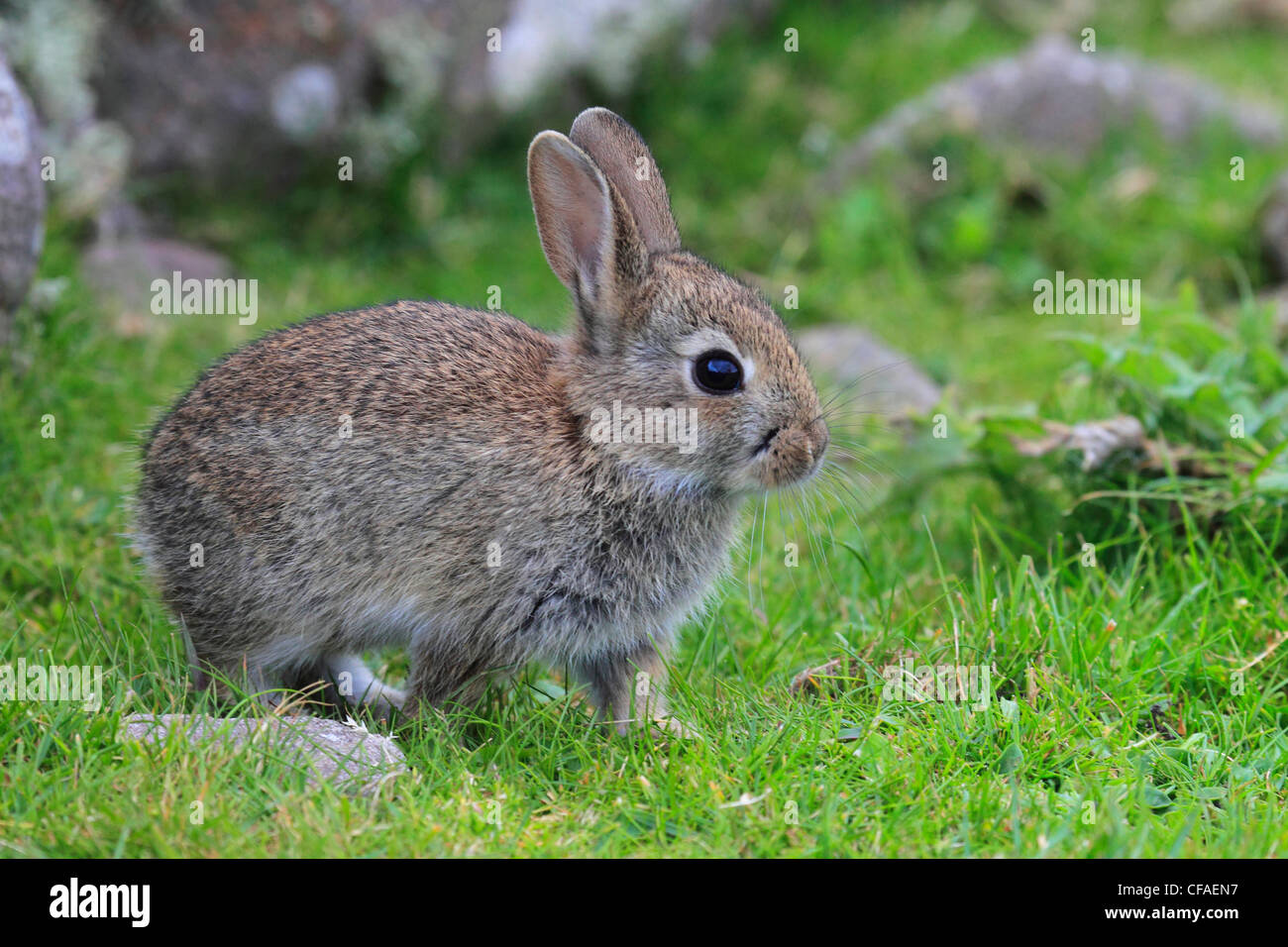 Fur highland highland rabbit nose hi-res stock photography and images ...