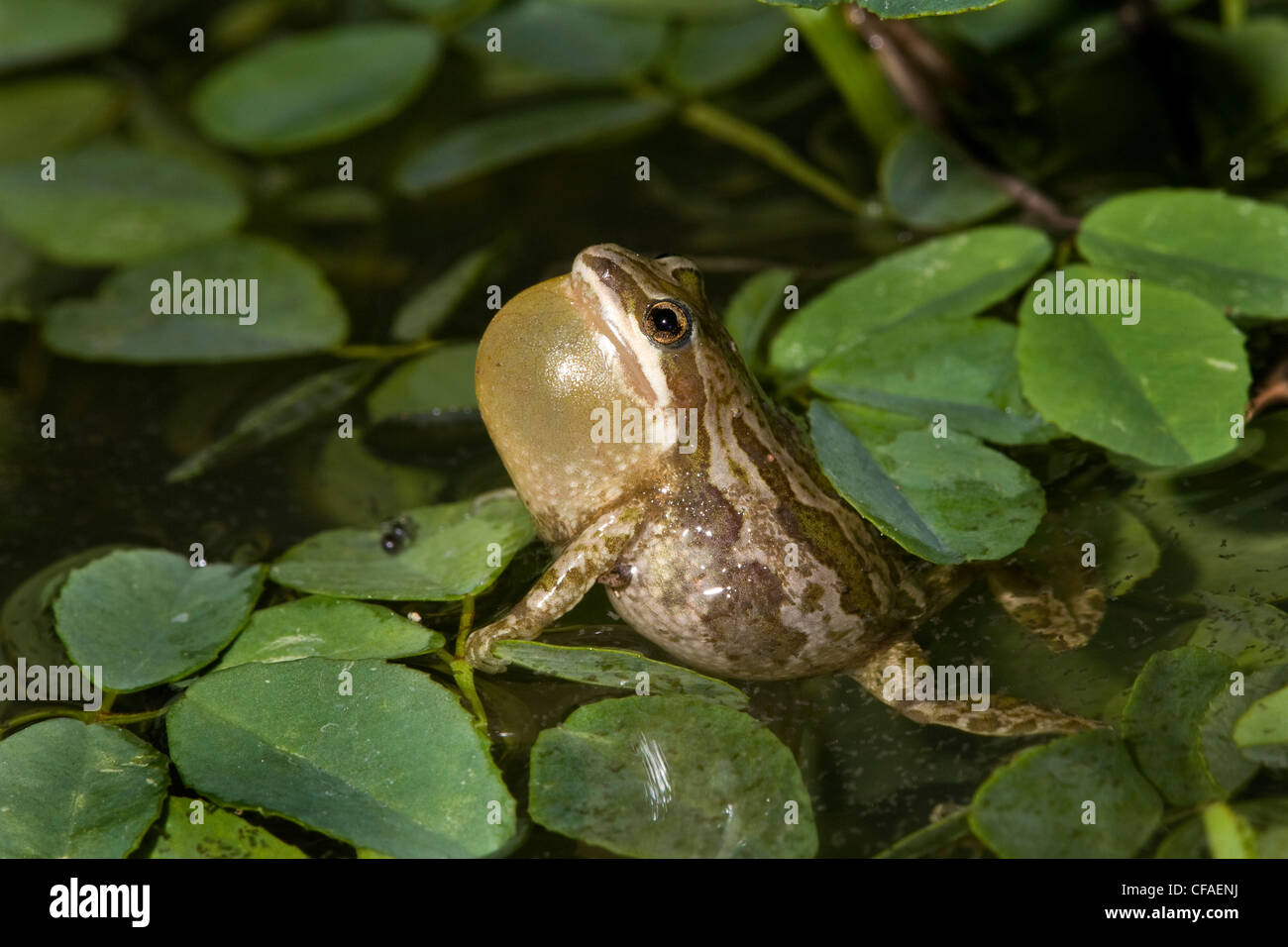 Distended vocal sac hi-res stock photography and images - Alamy