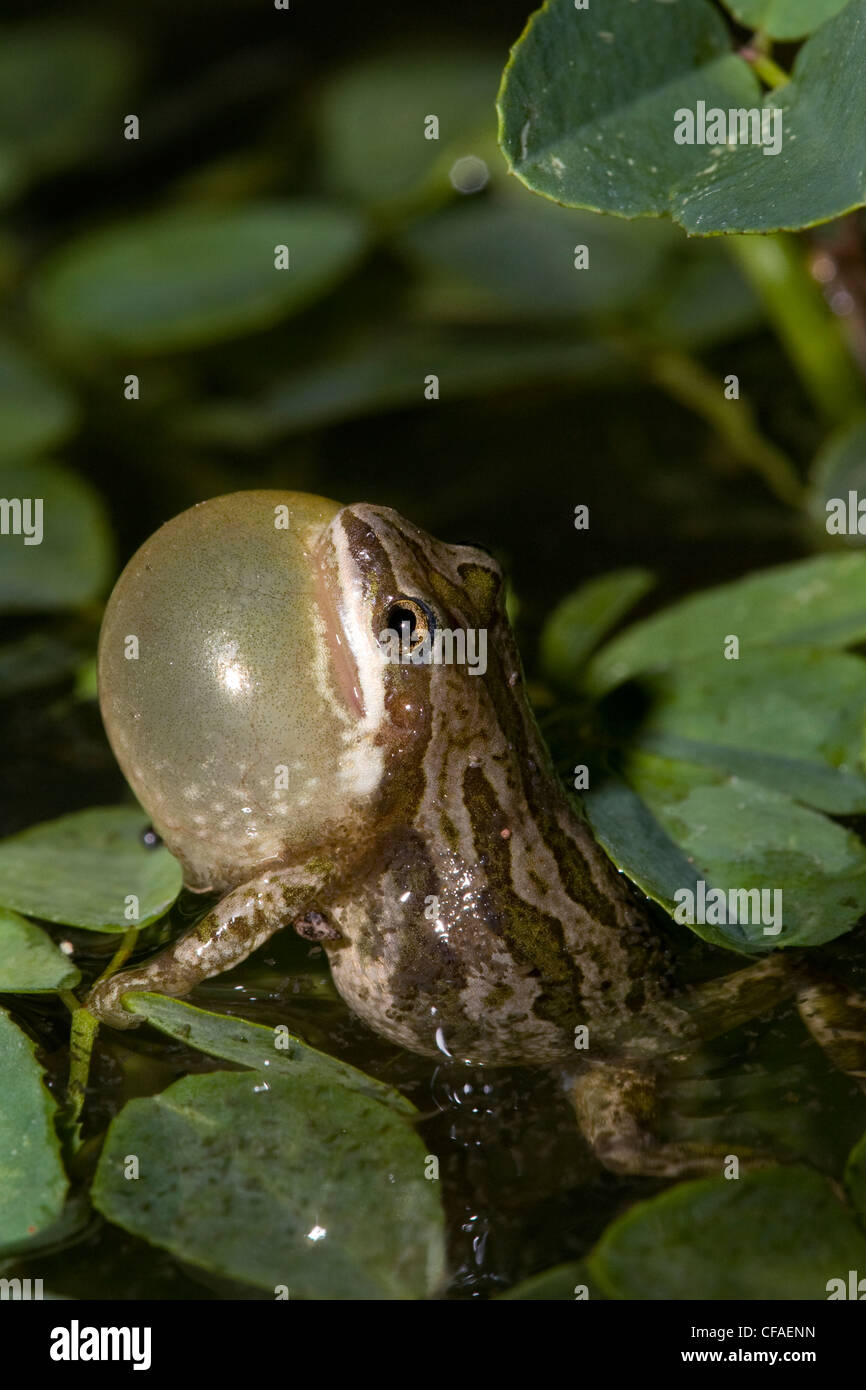 Vocalizing frog hi-res stock photography and images - Alamy