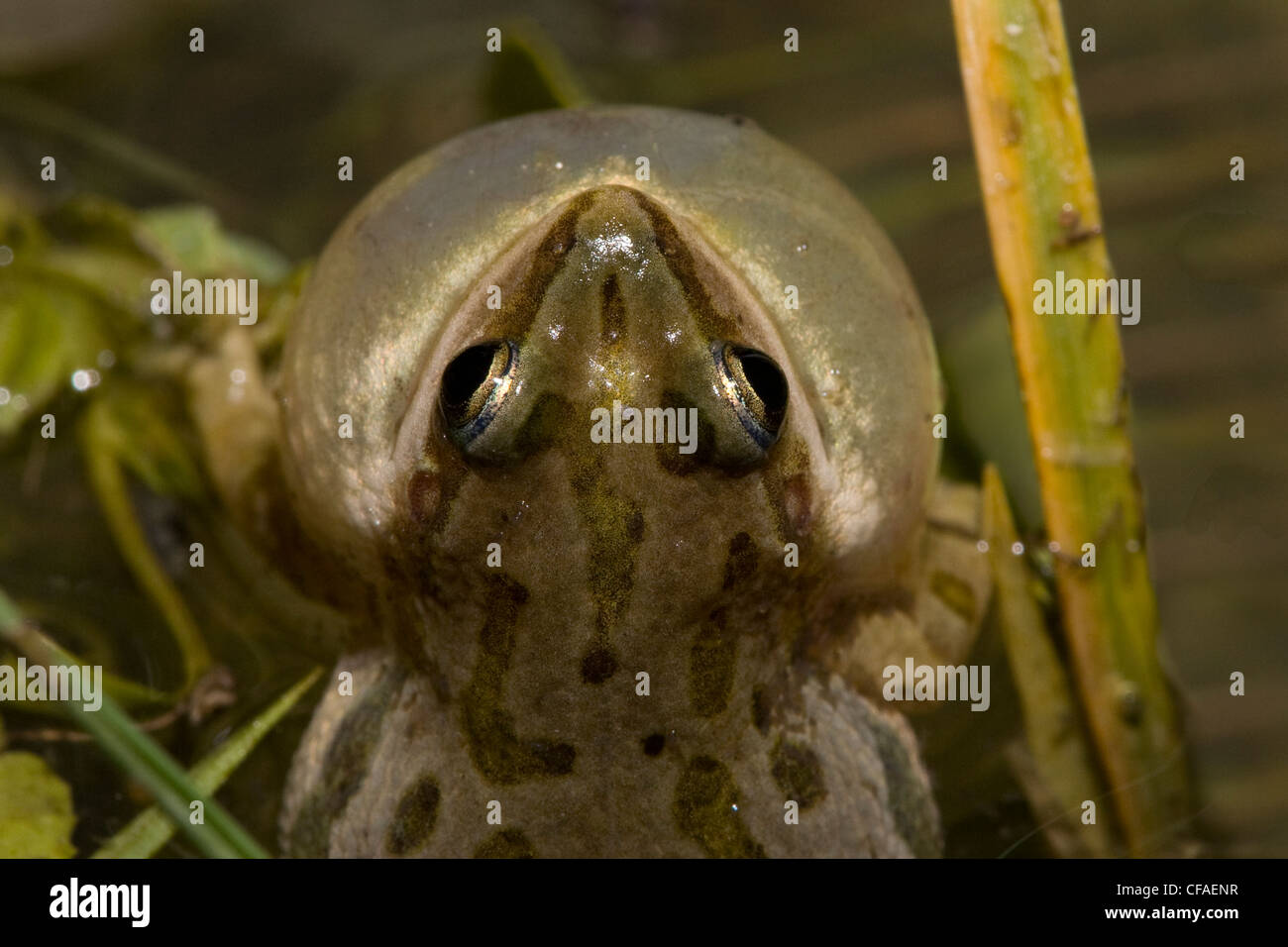 Frogs chorus hi-res stock photography and images - Alamy