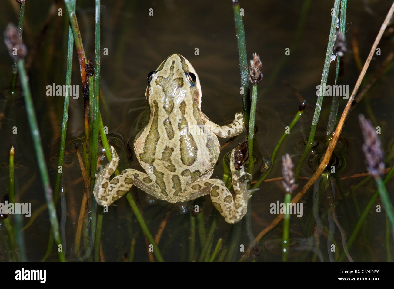 Chorus frog (Pseudacris triseriata), male, near Pawnee National ...