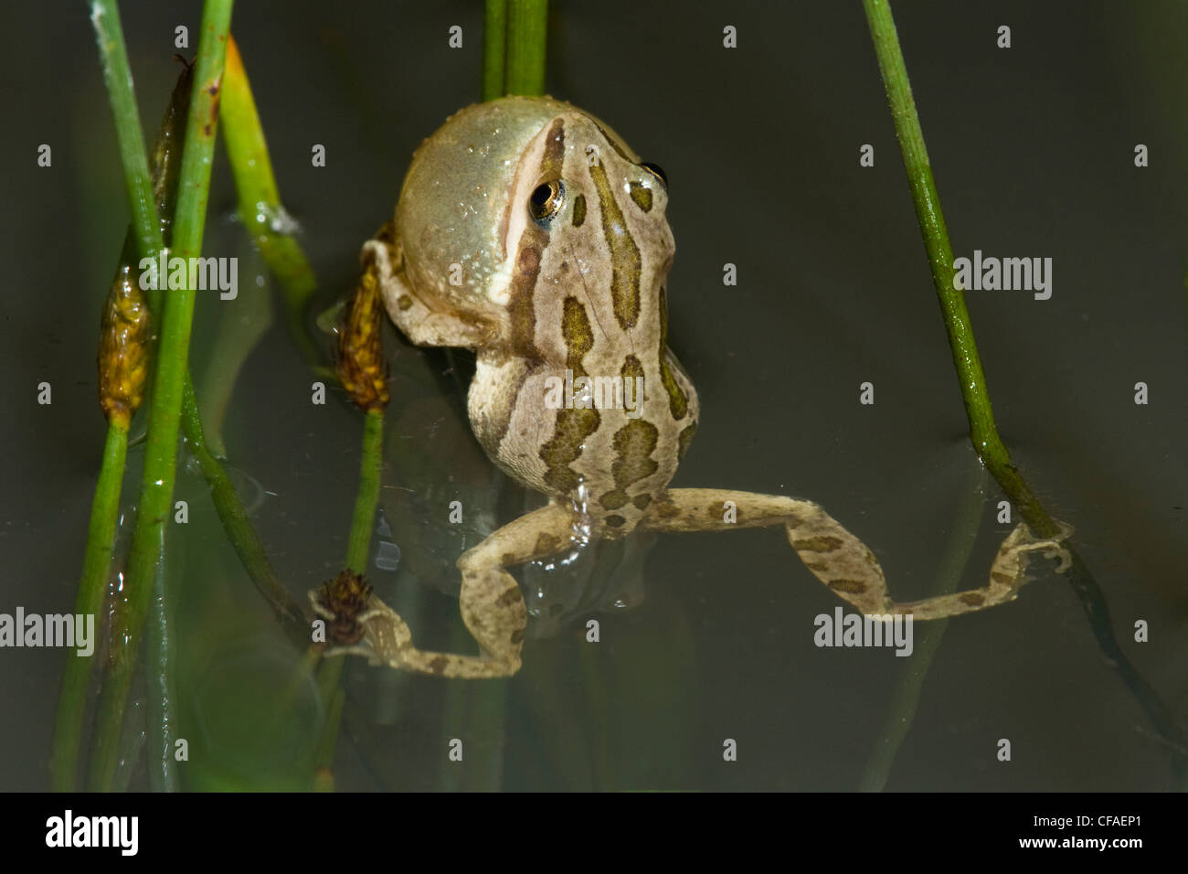 Chorus frog Pseudacris triseriata male vocal sac Stock Photo - Alamy