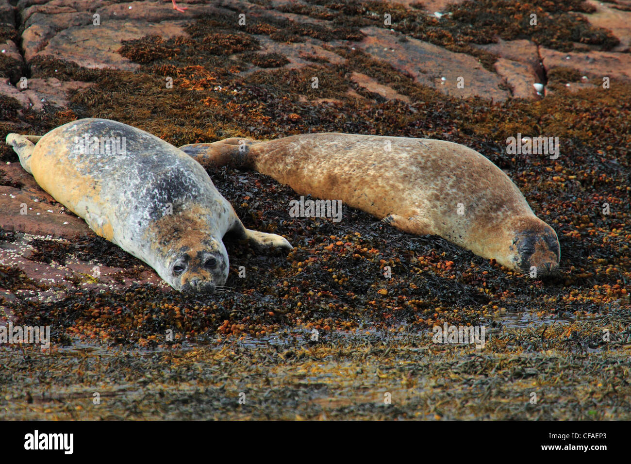 Coast, sea, seashore, sea bulls, Pinnipedia, seals, Scotland, Summer ...
