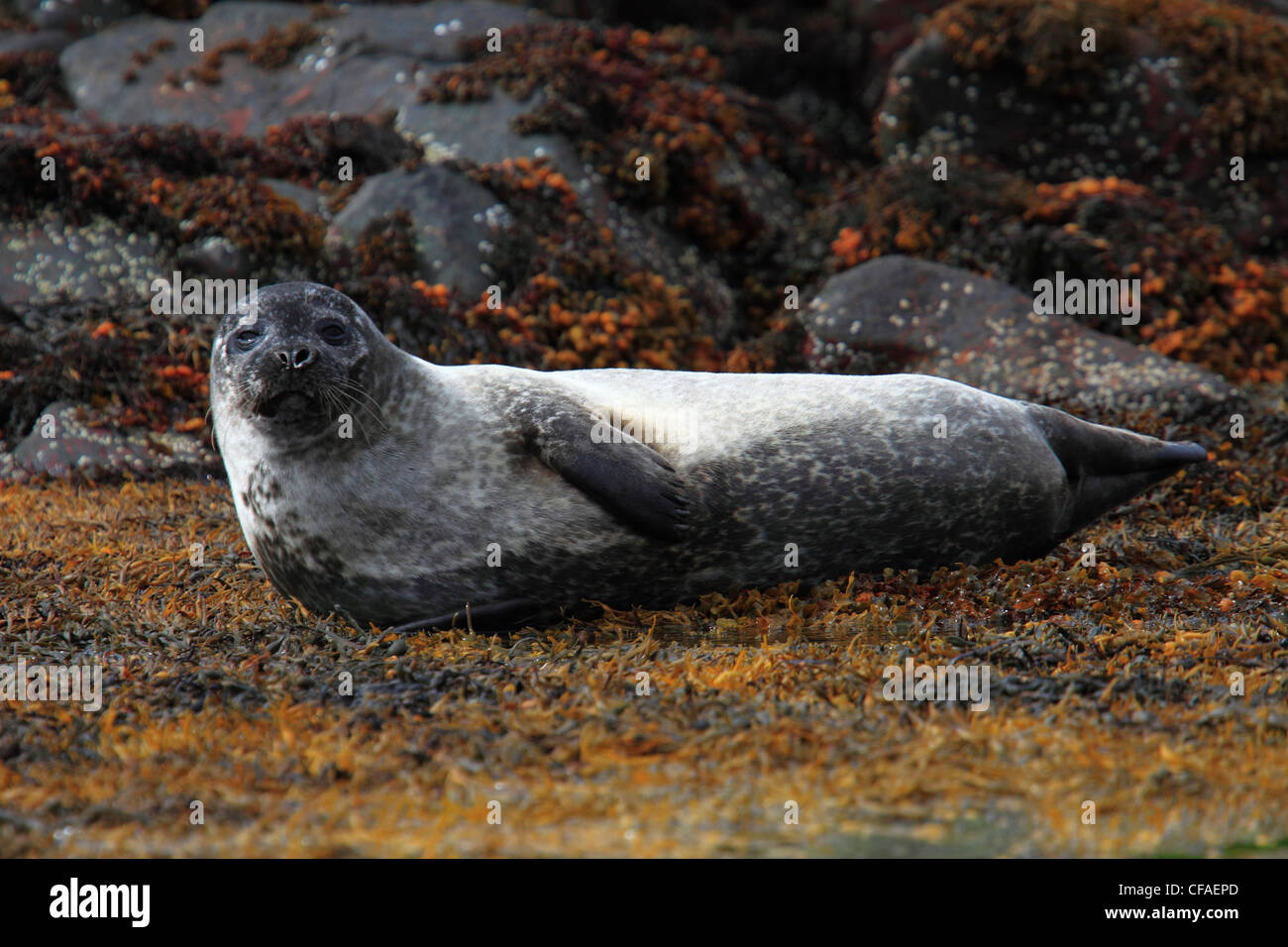 Sea seashore hi-res stock photography and images - Alamy