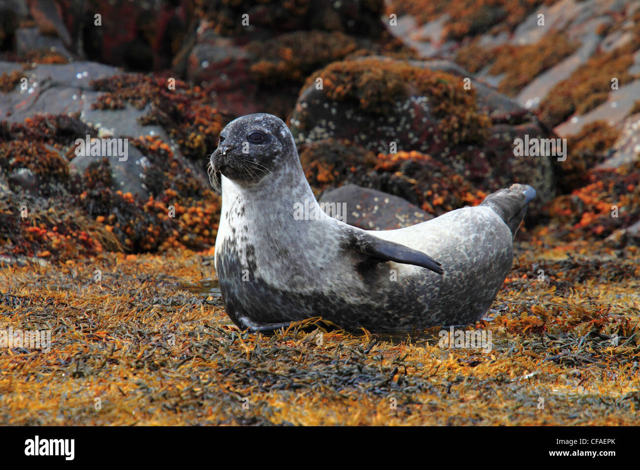 Coast, sea, seashore, sea bulls, Pinnipedia, seals, Scotland, Summer ...