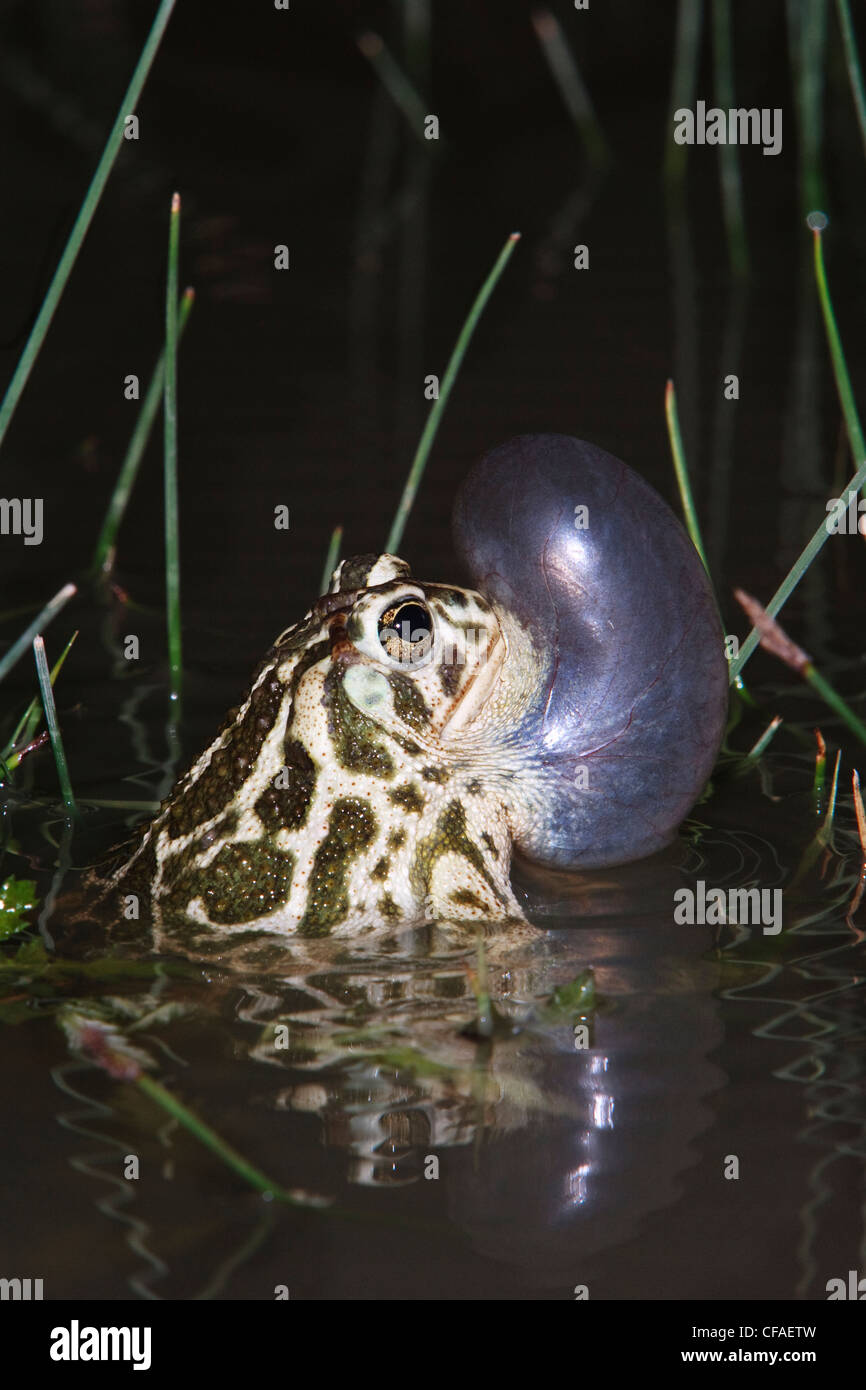 Great plains toad Bufo cognatus male vocal sac Stock Photo - Alamy