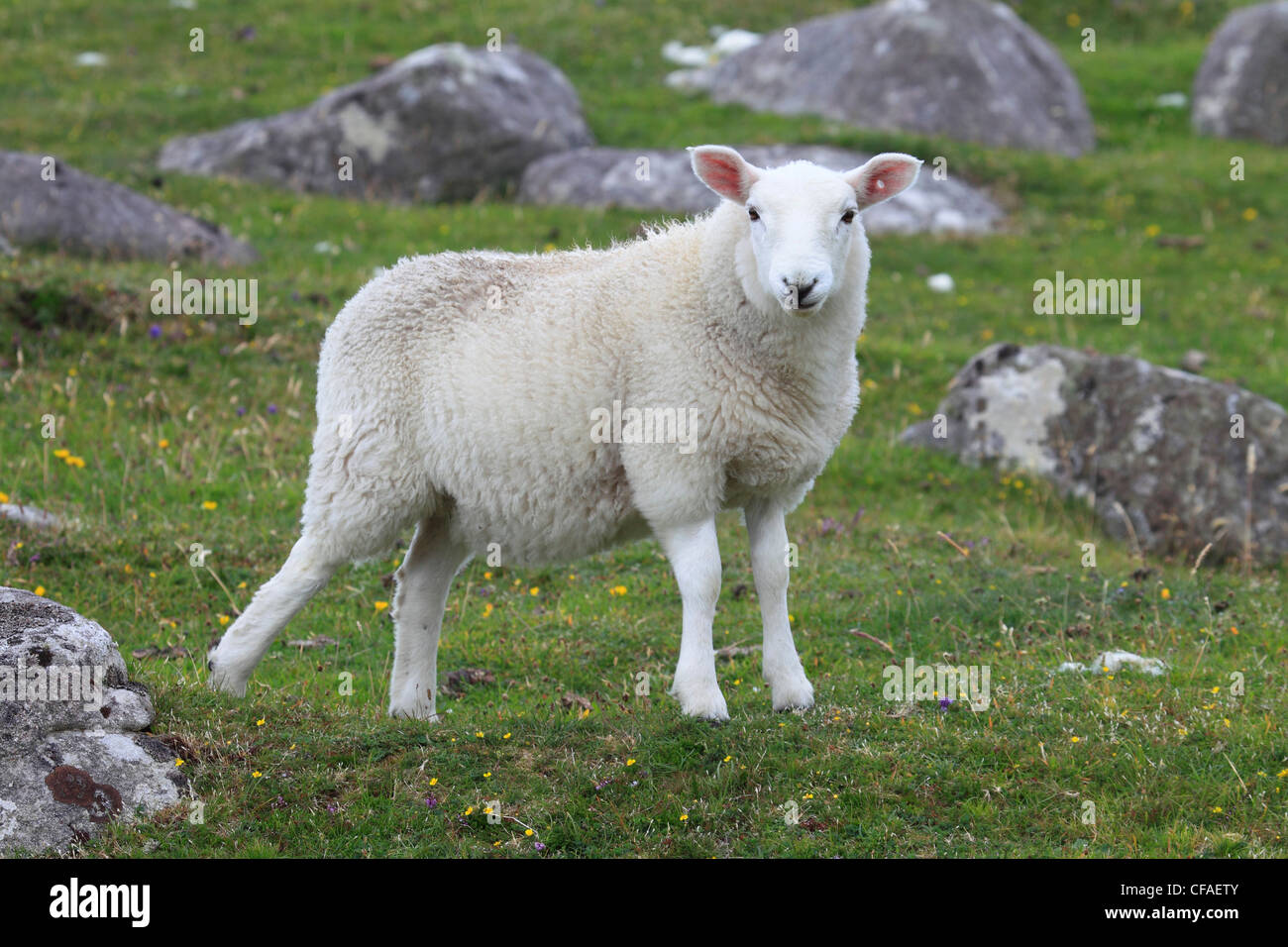 Great Britain, animal, beast, lamb, sheep, Scotland, pasture, willow ...