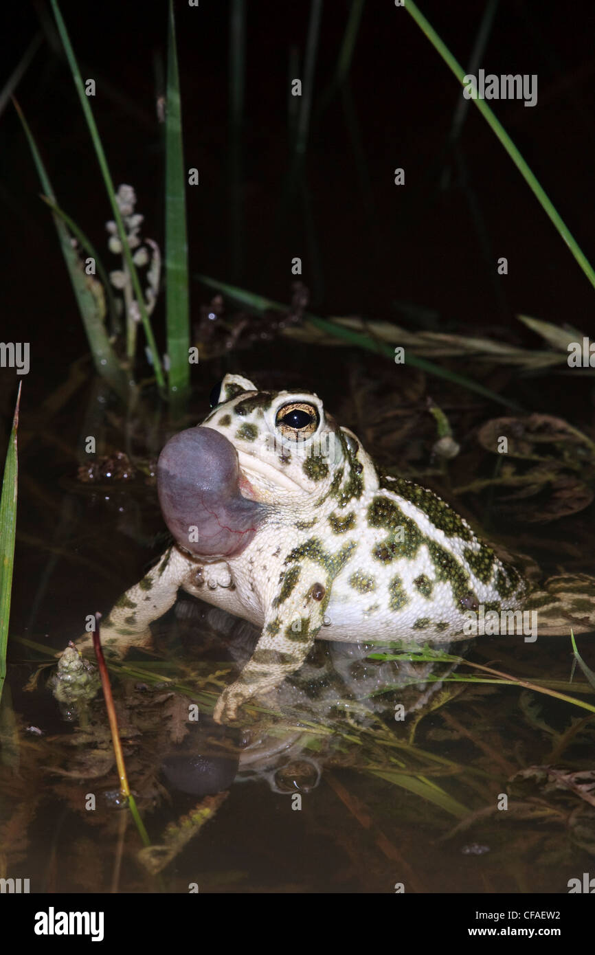 Male toads in water hi-res stock photography and images - Alamy