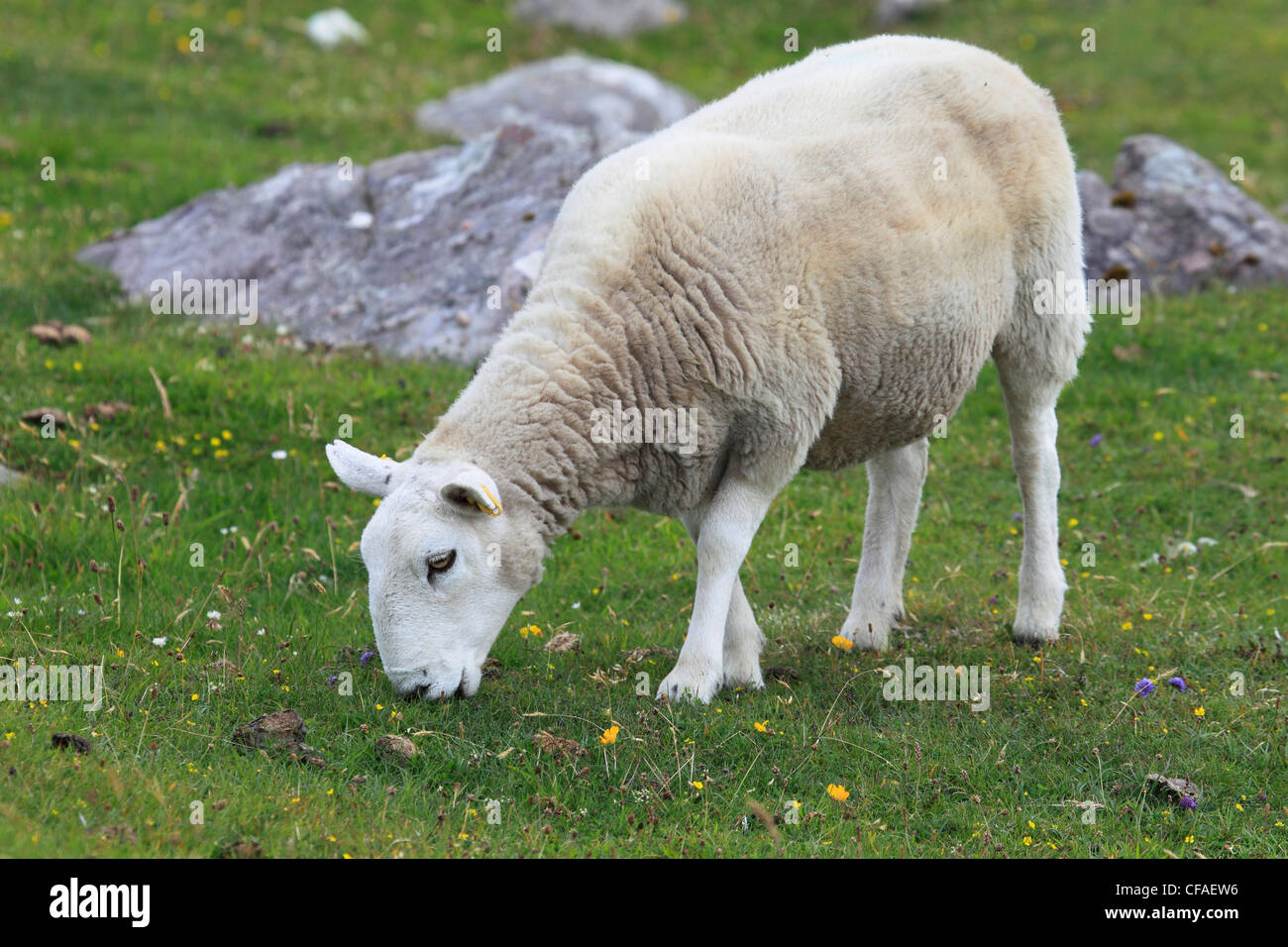 Great Britain, animal, beast, lamb, sheep, Scotland, pasture, willow ...