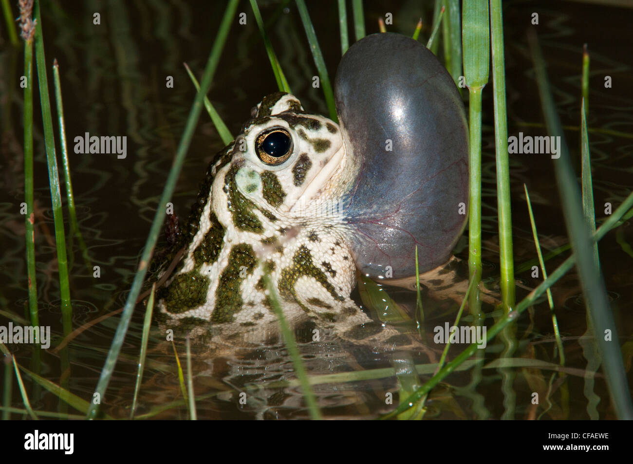 Great plains toad Bufo cognatus male vocal sac Stock Photo - Alamy