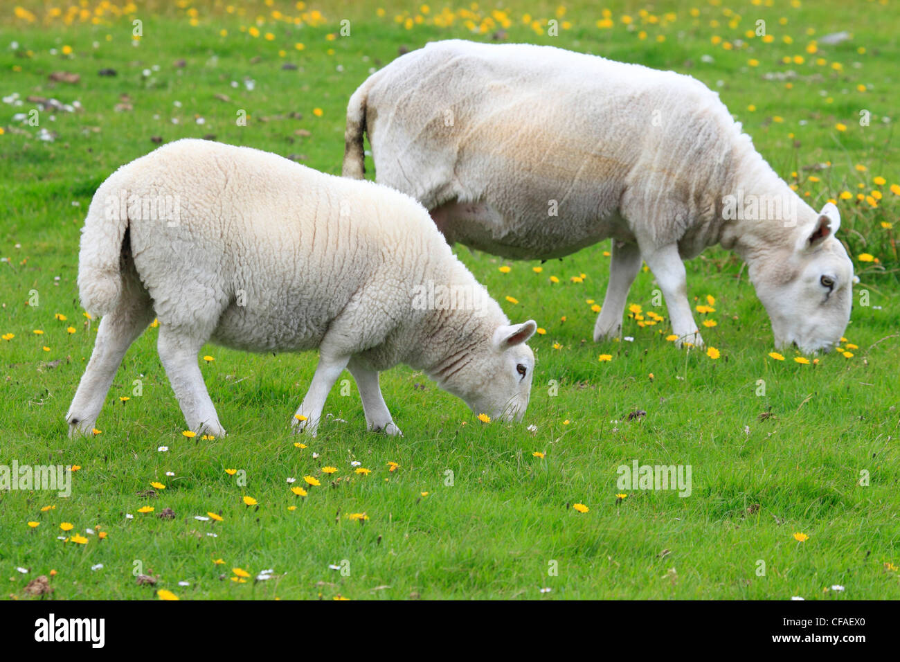 Great Britain, animal, beast, lamb, sheep, Scotland, pasture, willow ...