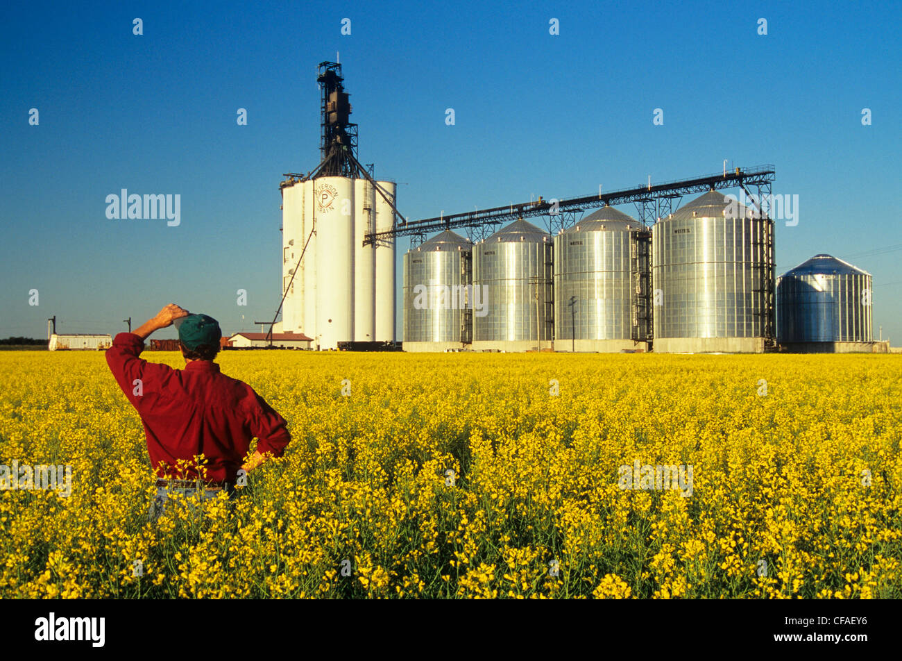Farmer in bloom stage canola field with inland grain terminal in the ...