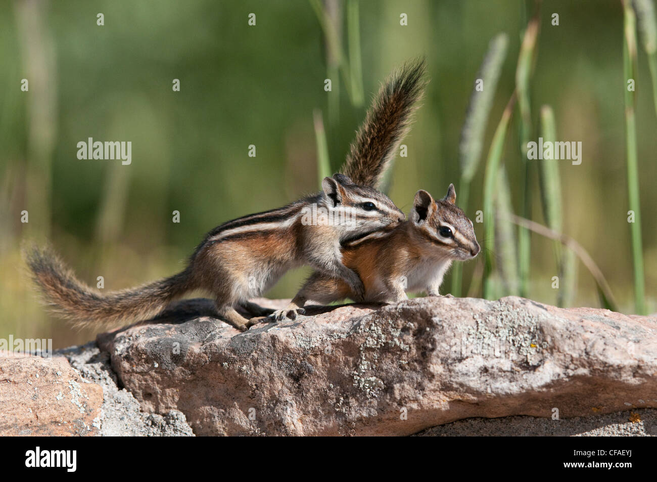 Least chipmunks (Tamias minimus), interacting, Moose Visitor Center ...