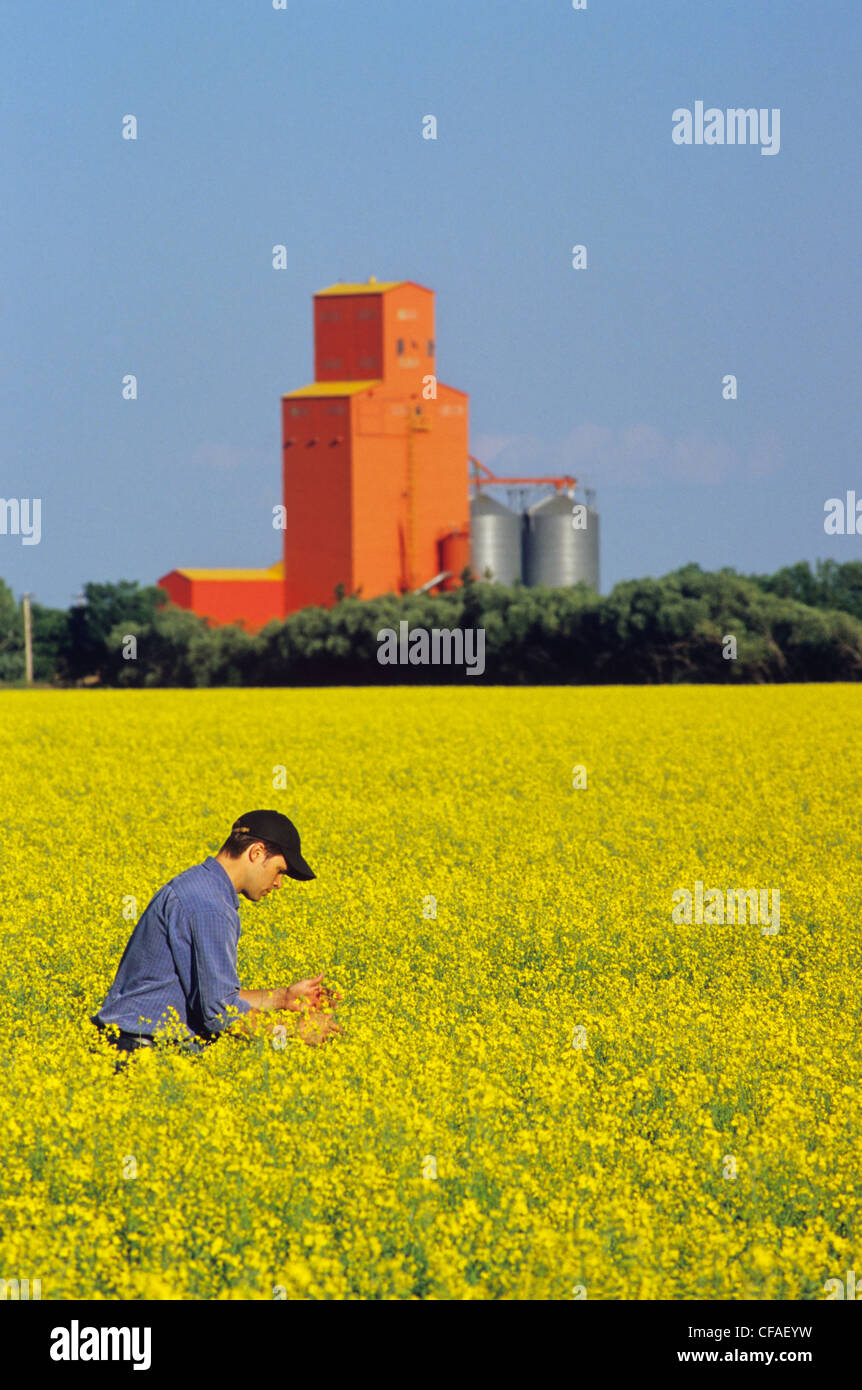 Field of bloom stage canola with grain handling structure hi-res stock ...